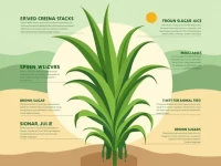 探索甘蔗的全新价值鲜冷冻或干的甘蔗产品解析